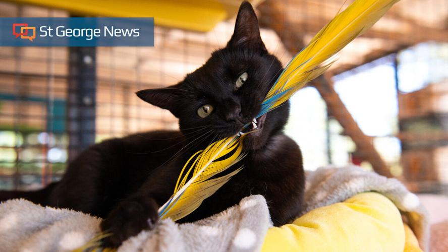Celebrate Black Cat Appreciation Day by saving the life of an often ...