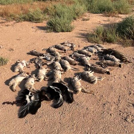 Utah wildlife officials discover over 30 dead animals at golf club in ...
