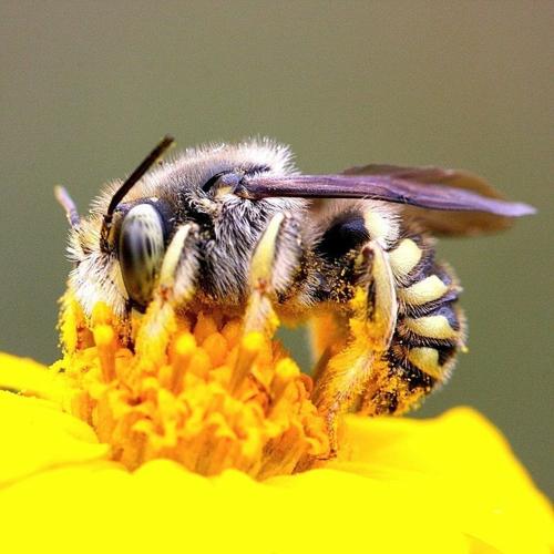 Allergy season blooms early in Utah’s Dixie, pollen peaks, particulars ...