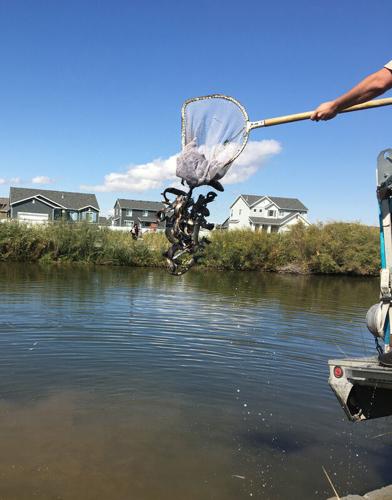 Division of Wildlife Resources stocks more than 11.6 million fish ...