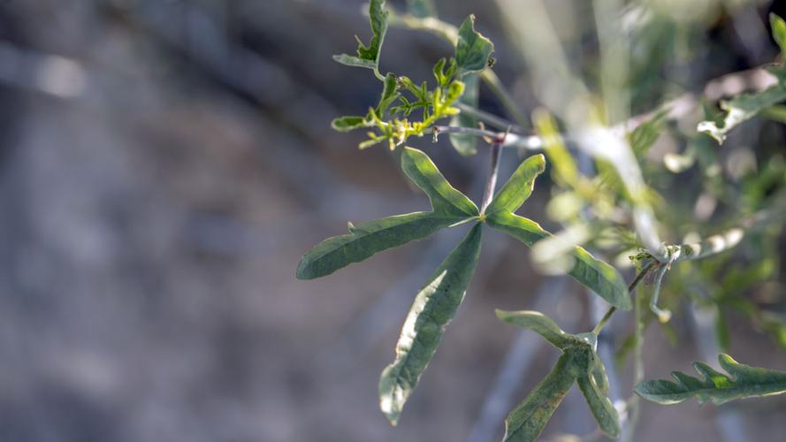 Endangered Southern Utah flower unique despite not standing out in the ...