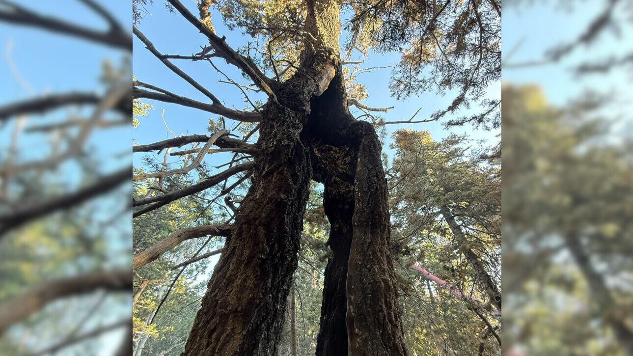 Fire managers identify tree where lightning caused trunk to smolder for ...