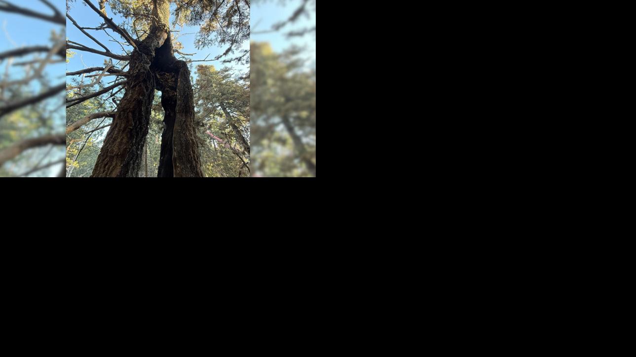 Fire managers identify tree where lightning caused trunk to smolder for ...