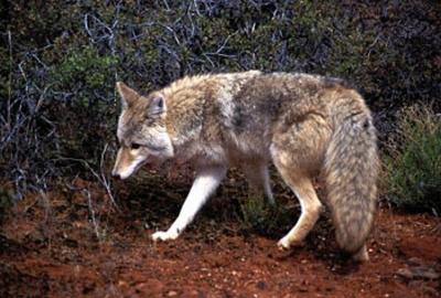 Hunters: Register for Utah’s predator control program | Explore ...