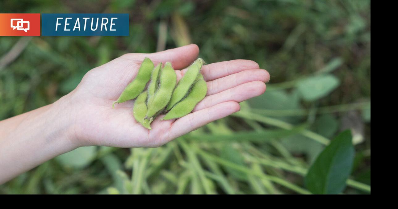 Add a delicious twist to your garden by growing your own edamame | Home ...