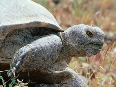 Then and now: A retrospective on tortoise conservation in Southern Utah ...