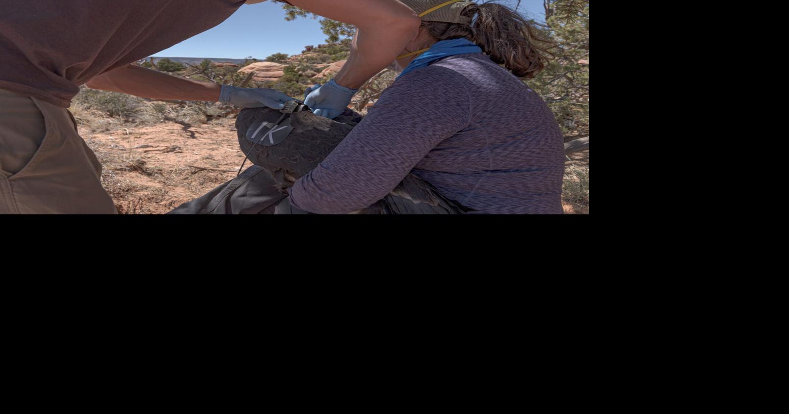 Once a ‘symbol of hope,’ Zion’s 1st fledgling condor dies of lead ...