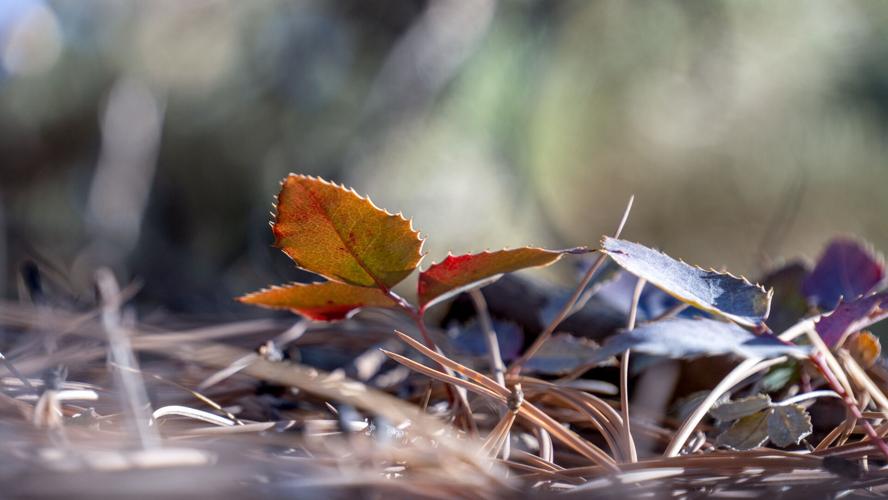 Photo Gallery | | stgeorgeutah.com