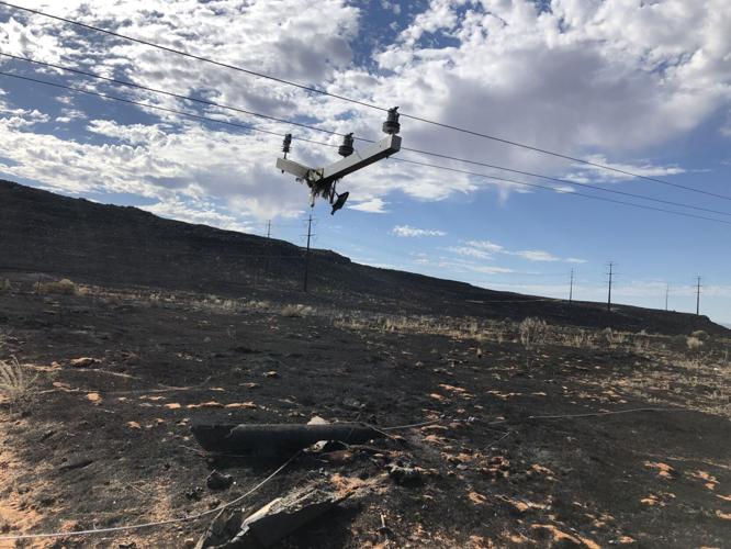 Seeds from the sky: Aerial efforts aim to restore burned tortoise ...