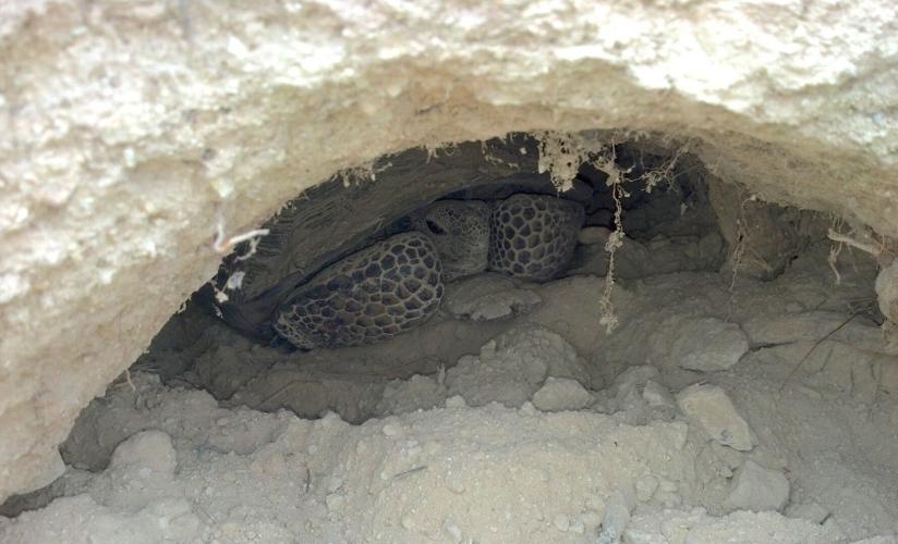 desert tortoise burrow