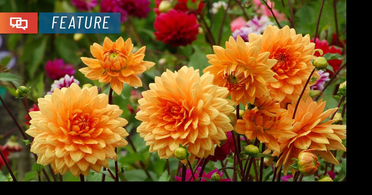 Follow this step-by-step guide to grow beautiful dahlias | Home and ...
