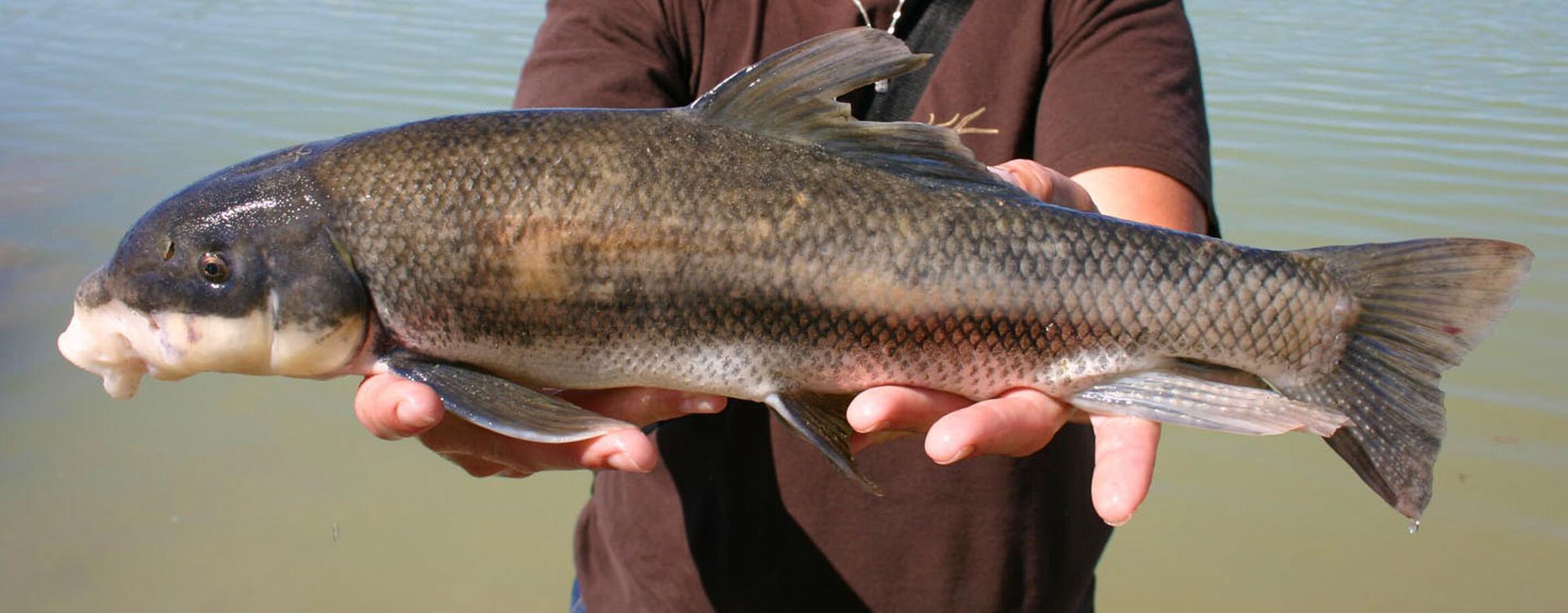 DWR stocked over 12.8 million fish throughout Utah this year | News ...
