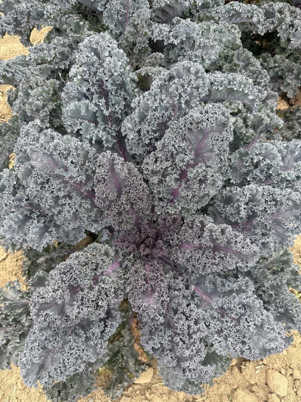 What are the top award-winning vegetables to grow this year? | Home and ...