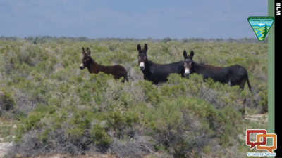 BLM seeks public comment on wild burro gather in central Utah ...