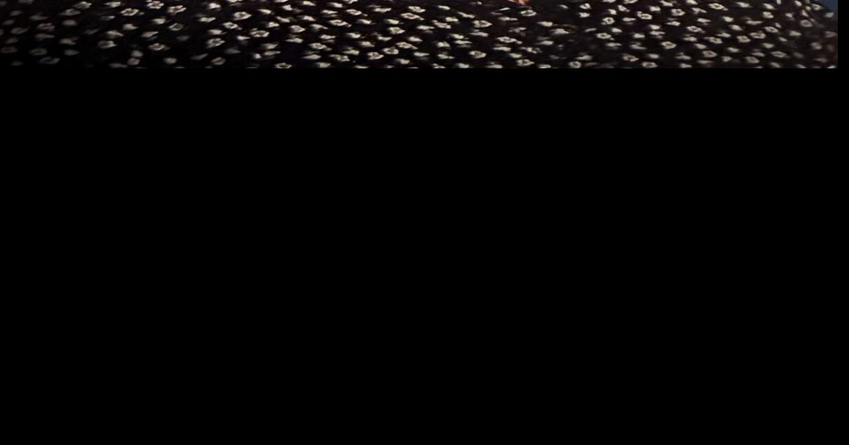 Connie Jo Tanner | Obituaries | stgeorgeutah.com