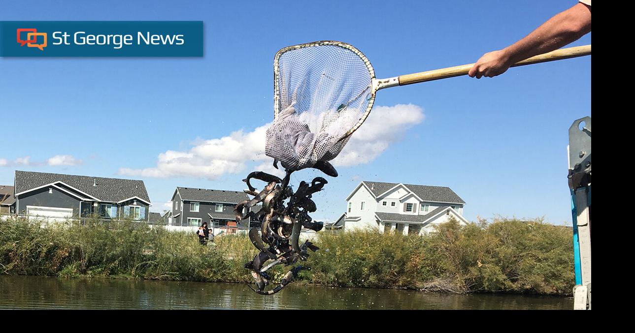 DWR stocks over 10 million fish throughout Utah to increase fishing ...