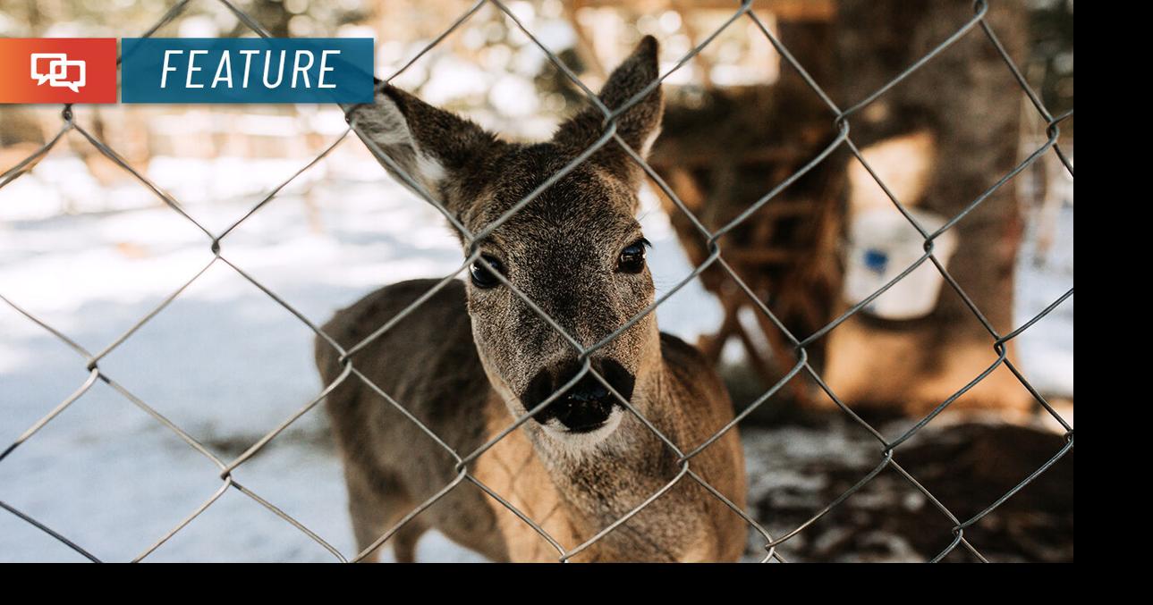 Fences have big effects on land and wildlife around the world that are ...