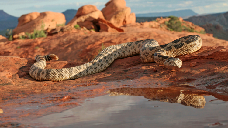 What to know about rattlesnakes in Utah and how to stay safe | Life ...