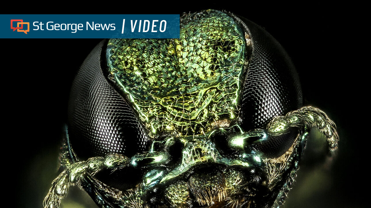 Hungry beetles en route to Southern Utah: Why diversity in the urban forest matters | Life ...