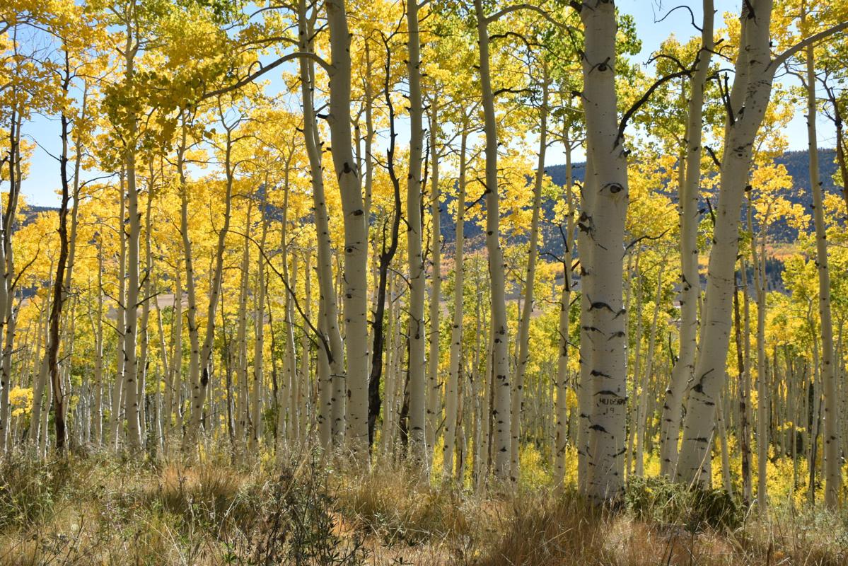 Don't miss this fleeting transformation: Where to see fall colors in ...