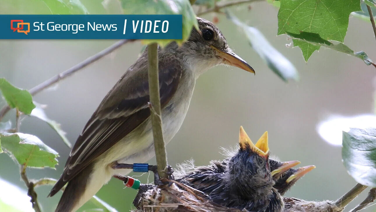 This invasive tree is bad for everybody in Southern Utah. Well, almost ...