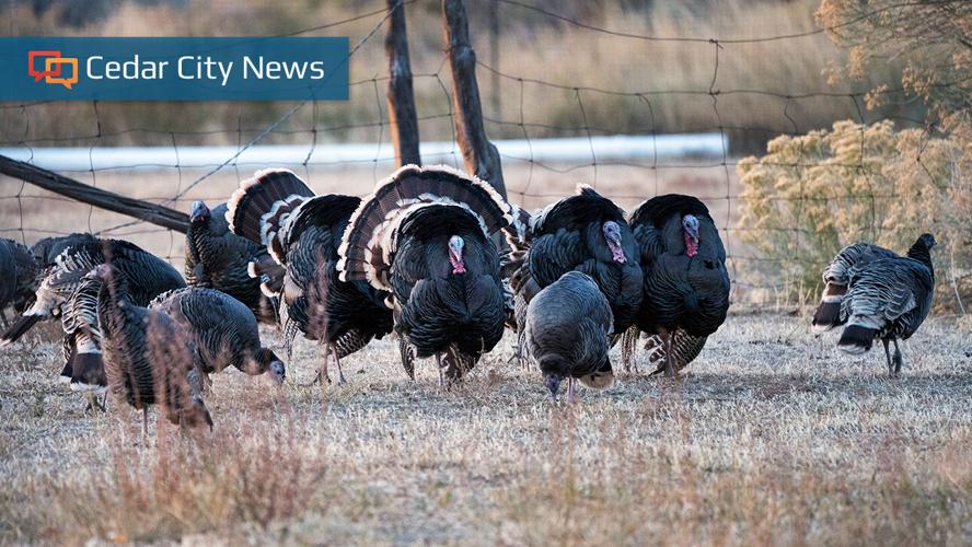 Utah DWR to host free turkey hunting clinic in Parowan; spring permits ...