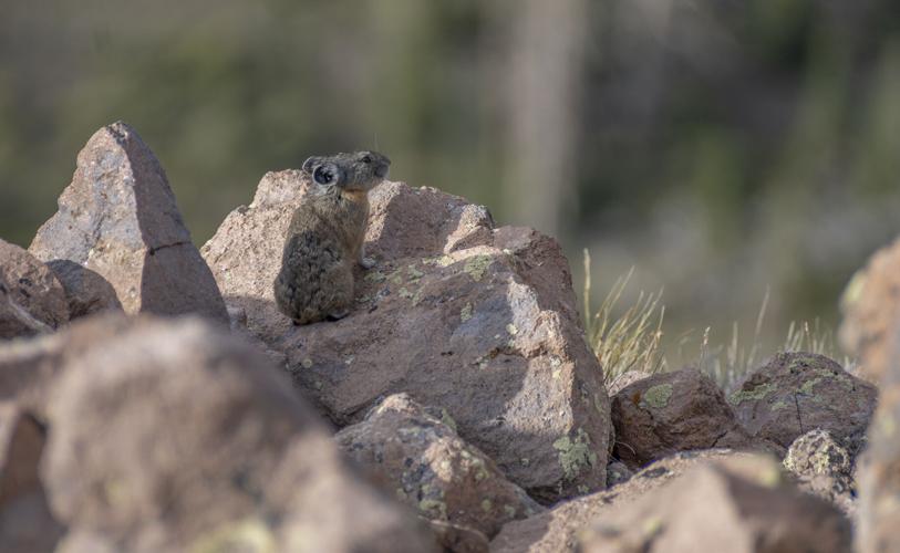 Pika: An ‘insanely adorable,’ high-mountain mammal with attitude found ...