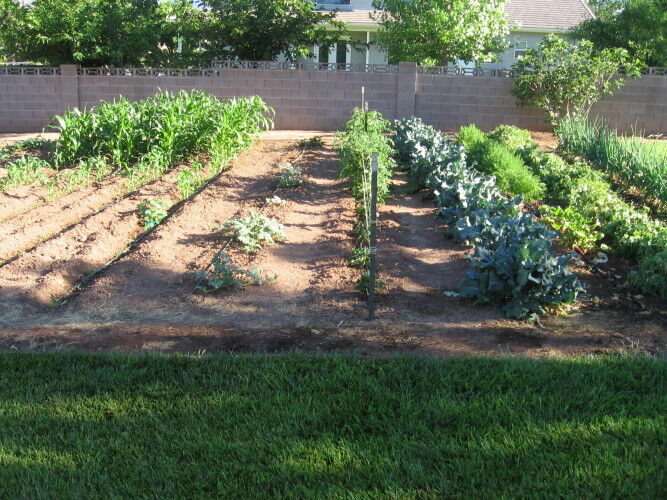 Rex’s basic tips: How to grow great tomatoes | Arts & Entertainment ...