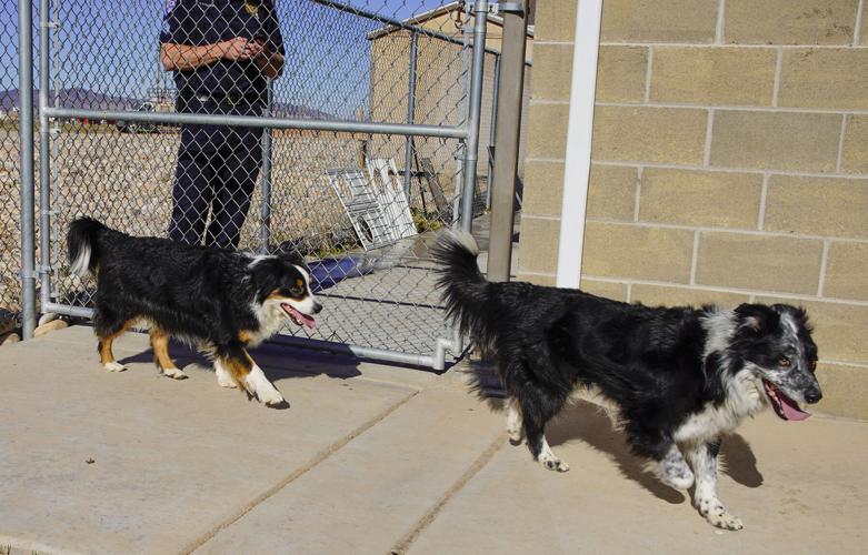 Cedar City animal shelters under pressure after influx of surrendered ...