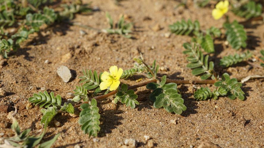 'It takes all of us': What to know about noxious weeds in Iron County ...