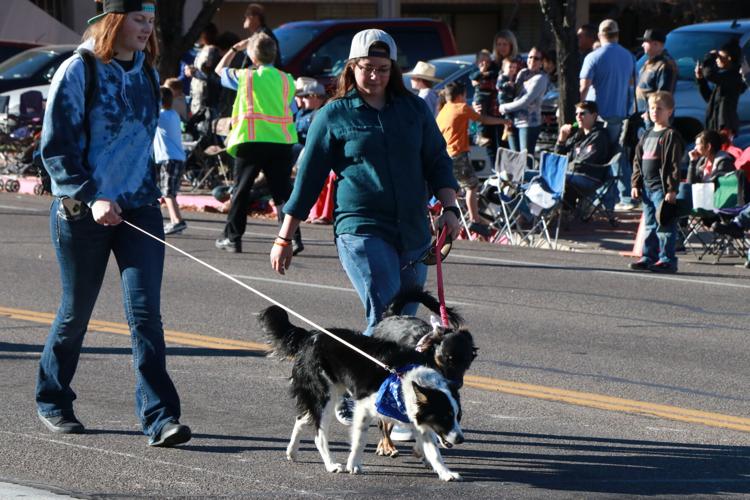 Hundreds of sheep parade down Cedar’s Main Street during livestock ...