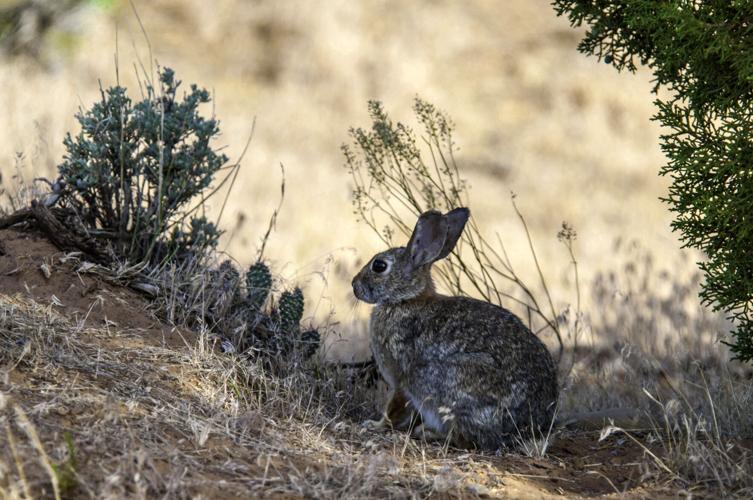 Officials confirm cases of deadly disease in Utah wild rabbits ...