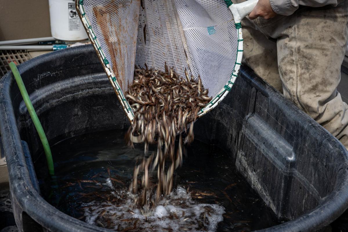 Division of Wildlife Resources stocks more than 11.6 million fish ...