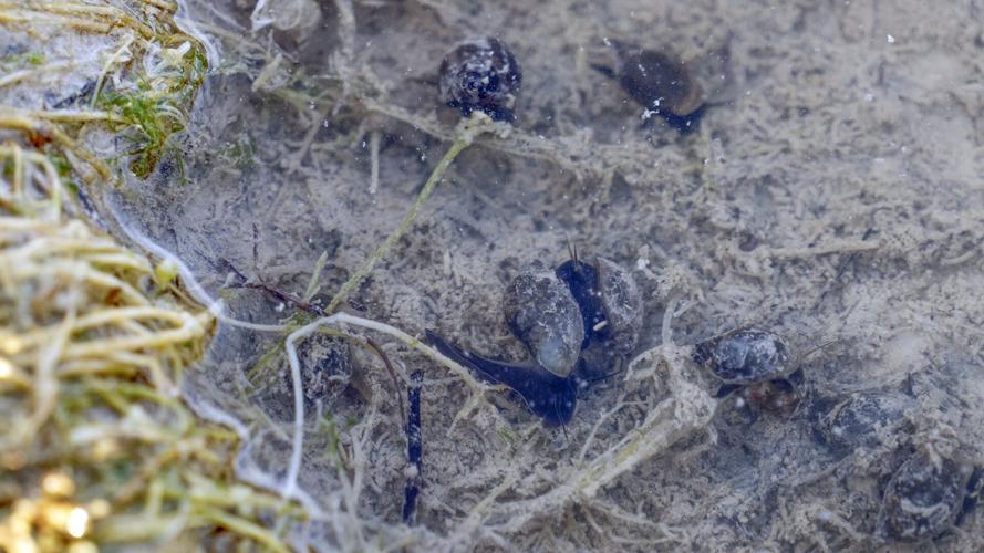 Got snails? Southern Utah biologists say they could be invasive | Local ...