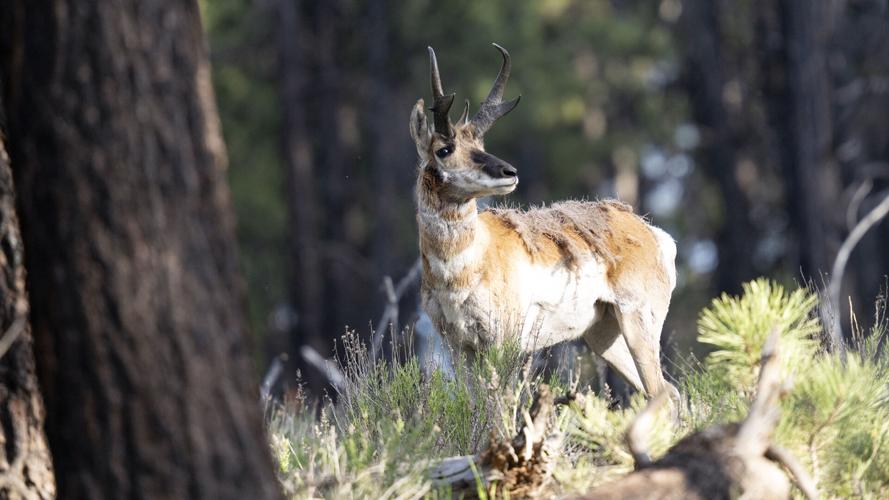 Utah Division of Wildlife Resources assesses, collars record 1,901 big ...