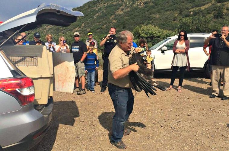 Golden eagle released carrying 7,000 prayers for 1st responders | Local ...