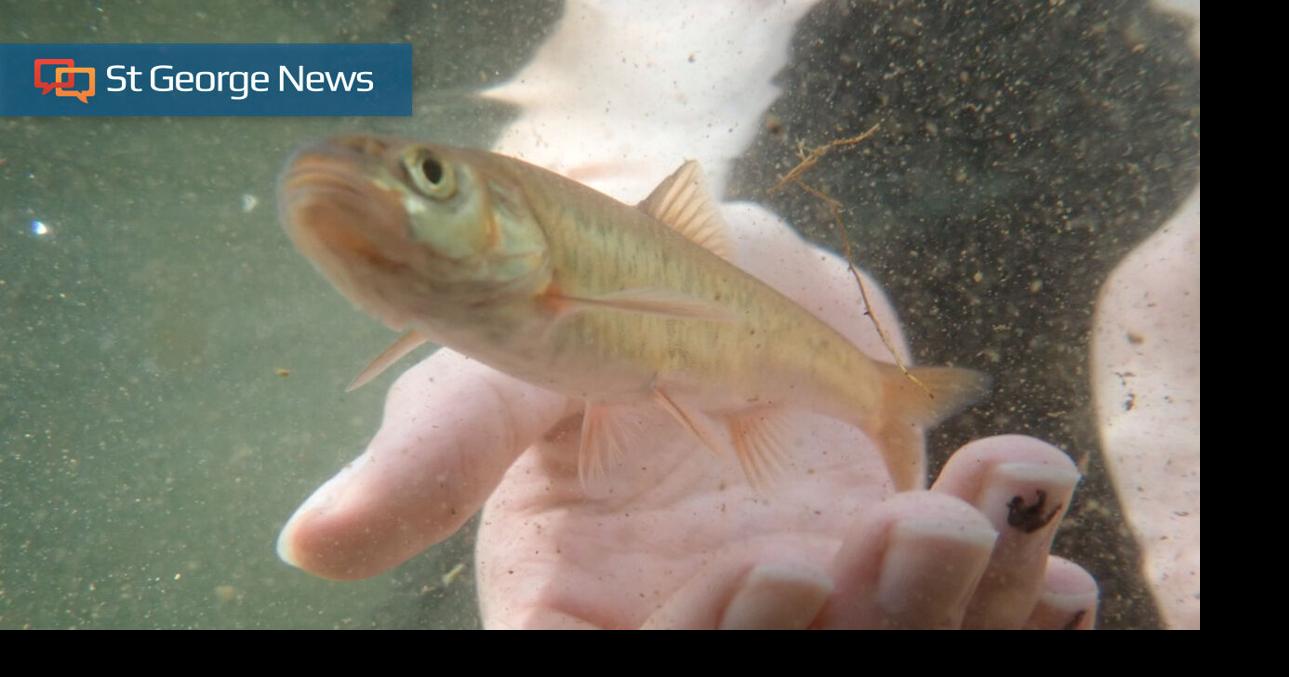Virgin River spinedace caught in the crosshairs of endangered species ...