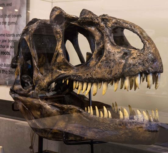 Dinosaur day; unearthing ancient Lake Dixie, swimming dinosaurs ...