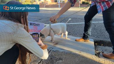 Utah Legislature passes bill that bans taking sick animals from farms ...