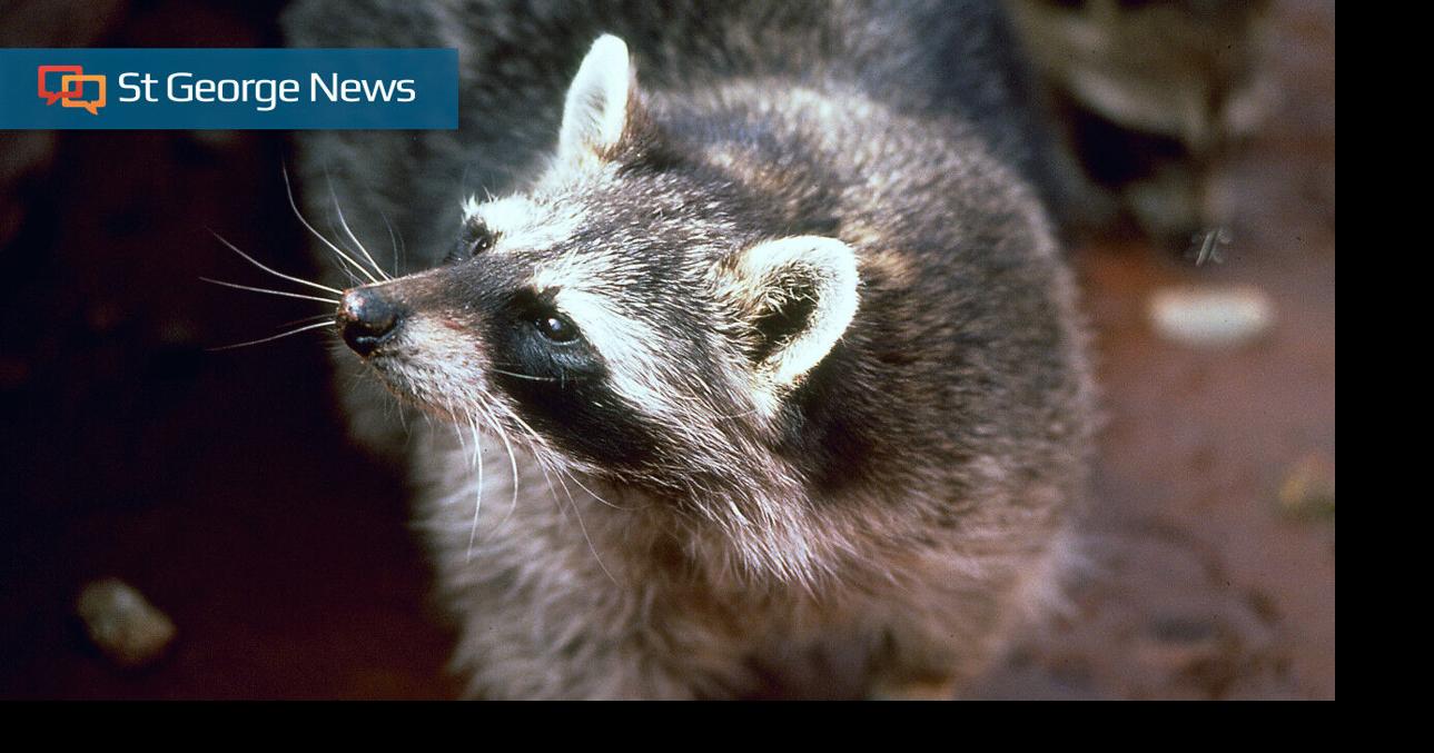 Not yours to keep: DWR reminds public to leave wild animals in the wild ...