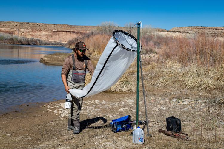 Zebra Mussel Dna Detected In Utahs Colorado River For First Time 4579