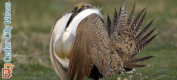 Apply for grouse, sandhill crane hunting permits | News | stgeorgeutah.com