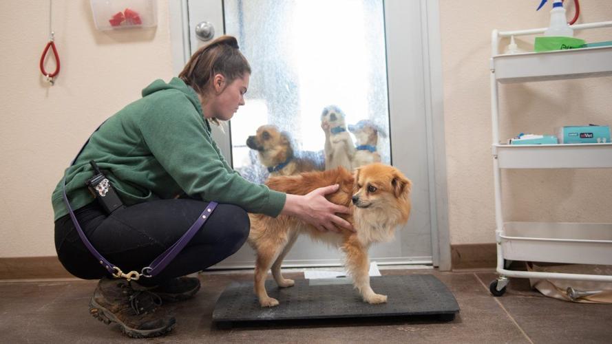 Best Friends Animal Sanctuary in Kanab rescues 27 uncared for cats and ...