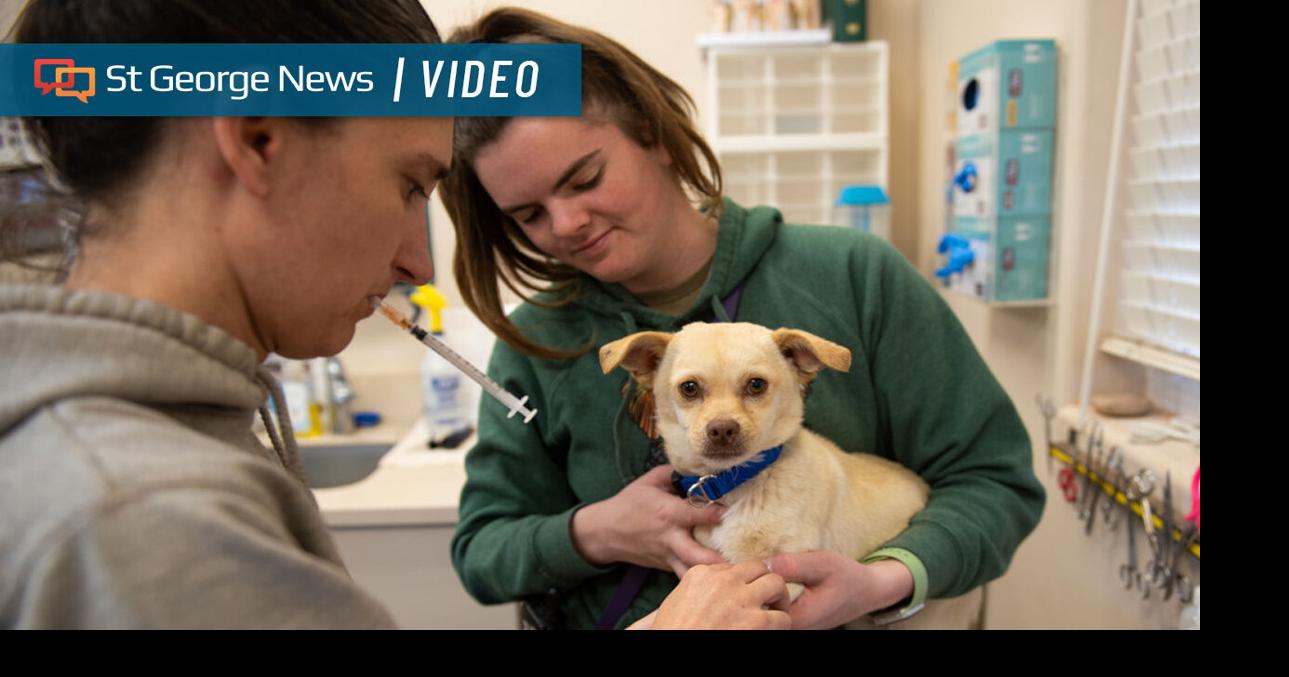 Best Friends Animal Sanctuary in Kanab rescues 27 uncared for cats and ...