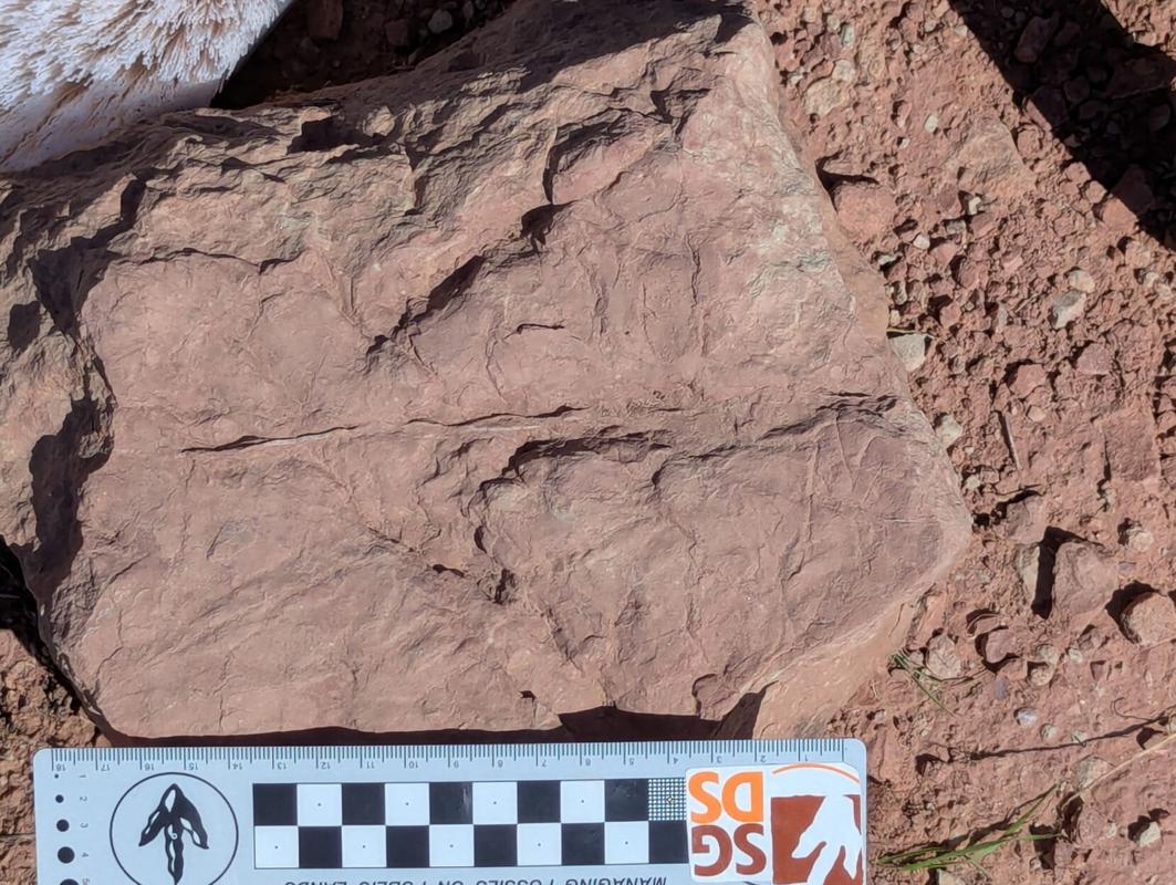 Uncovering fossils on a deadline, St. George nonprofit discovers ...