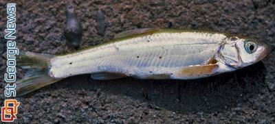 Red Hills Desert Garden gives refuge to 500 little fish; Virgin ...