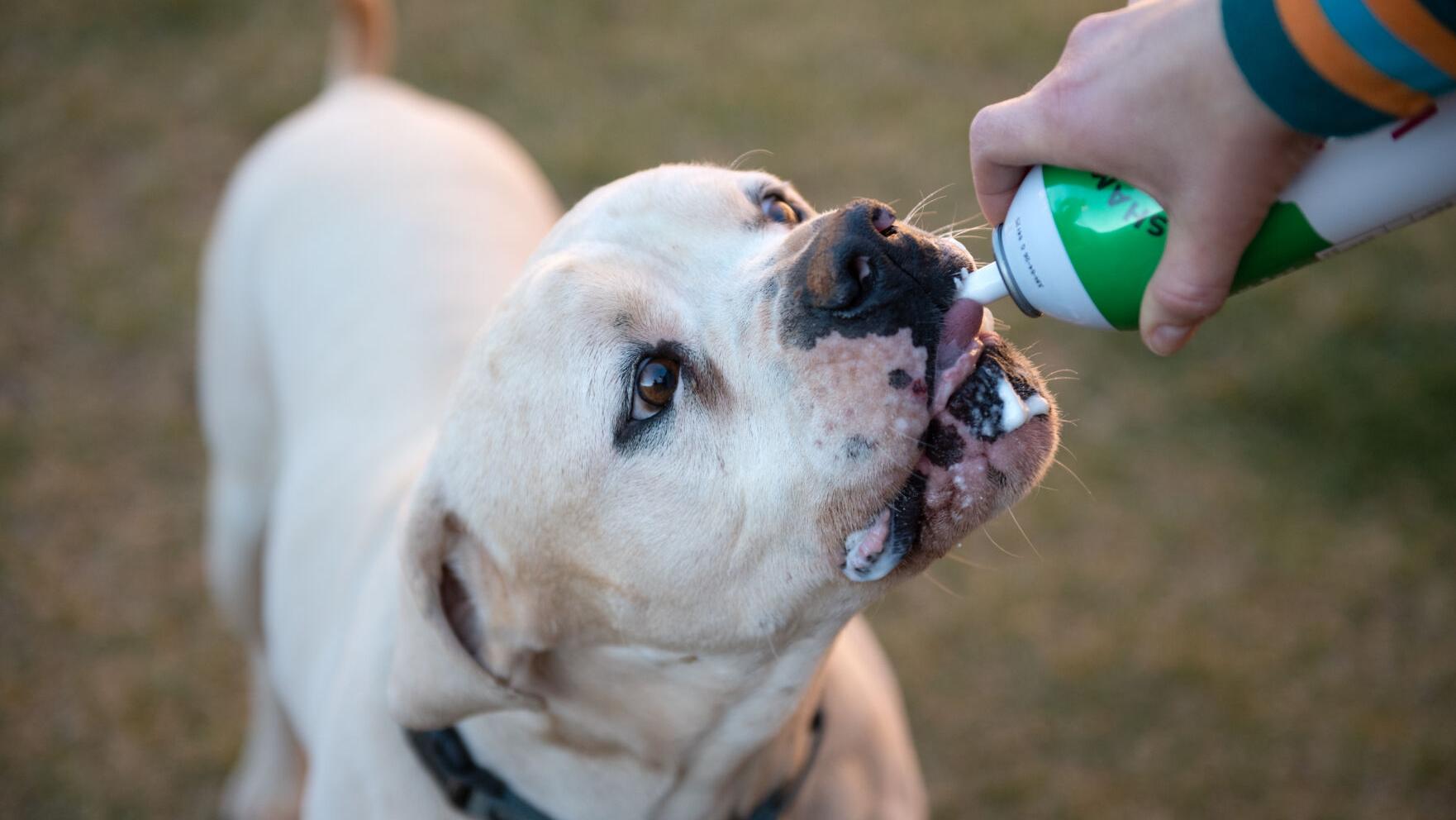 Best Friends hosts 'Dogsgiving' for adoptable dogs in Kanab | News ...