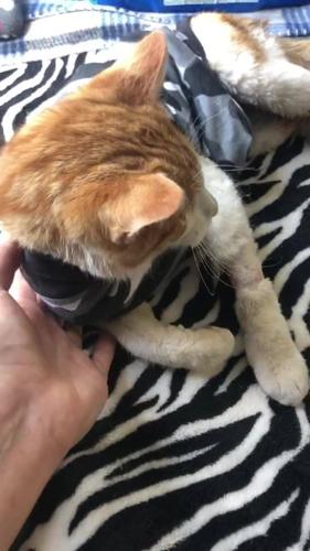 UPDATED: Humane Society offers $5,000 reward for information regarding ...