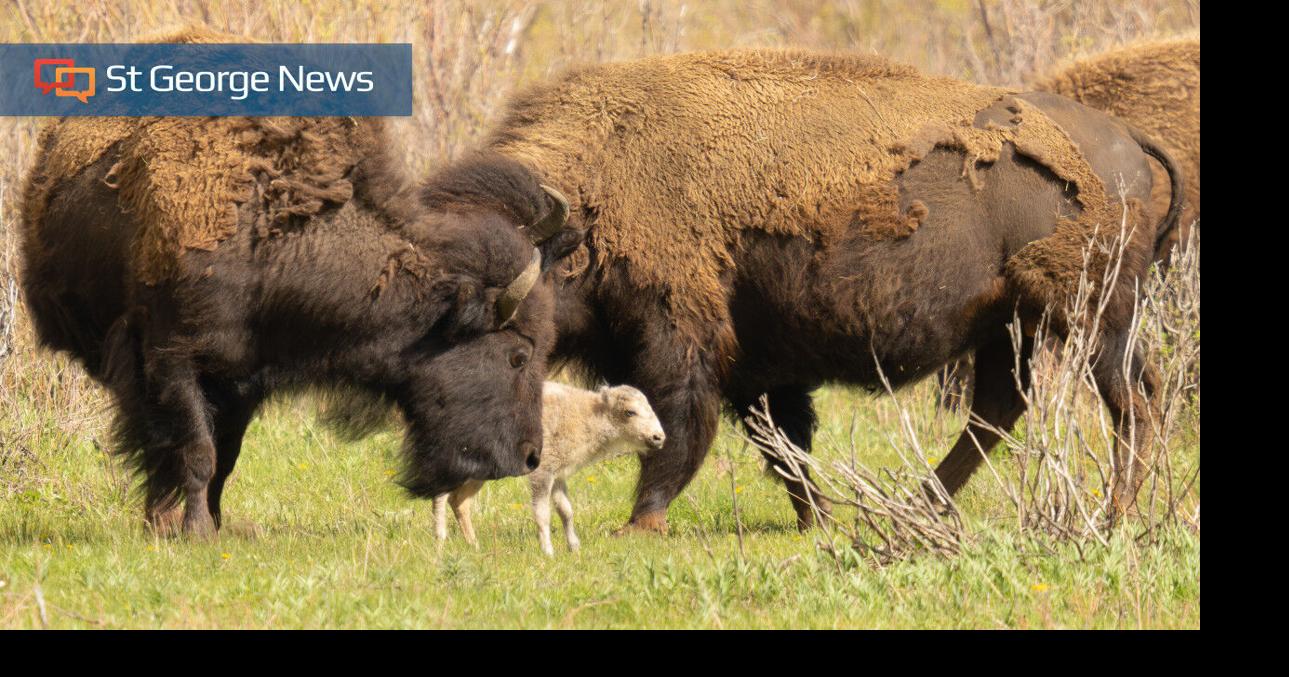 A ‘rare natural phenomenon,’ white bison calf born in Yellowstone ...