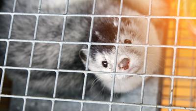 Mink industry crashes in Utah; down 90% over past decade | News ...
